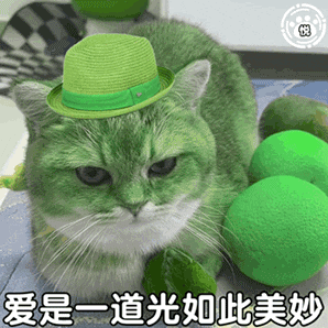 戴着绿帽的猫咪一脸冷漠，配文“爱是一道光如此美妙” 表情包｜成年人斗图表情包gif图表情包图片gif动图 - 求表情网,斗图从此不求人!