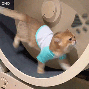 穿着衣服的小猫在跑步机上欢快奔跑，萌态十足 表情包｜表情包可爱动态小图表情包图片gif动图 - 求表情网,斗图从此不求人!