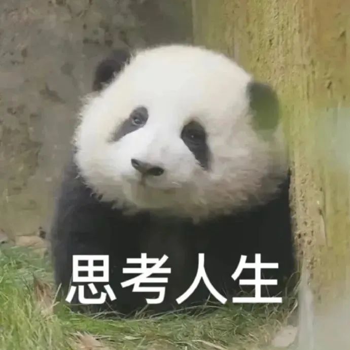 熊猫靠在墙边，一脸呆萌，下方配文“思考人生” 表情包｜情侣斗图实用表情包表情包图片gif动图 - 求表情网,斗图从此不求人!