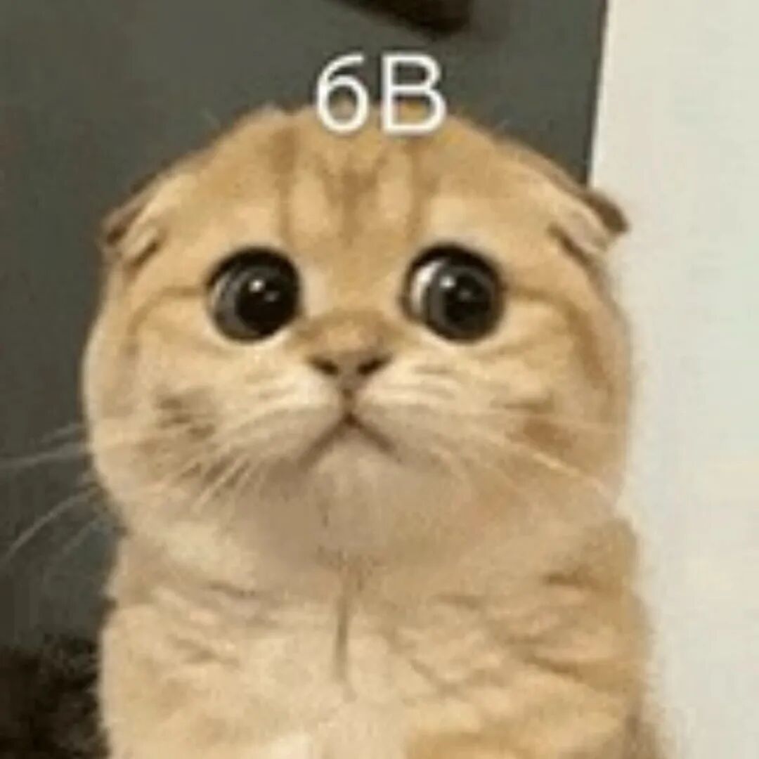 橘色折耳猫大眼圆睁，头顶“6B”呆萌可爱 表情包：我给你跪下 行不？表情包图片gif动图 - 求表情网,斗图从此不求人!
