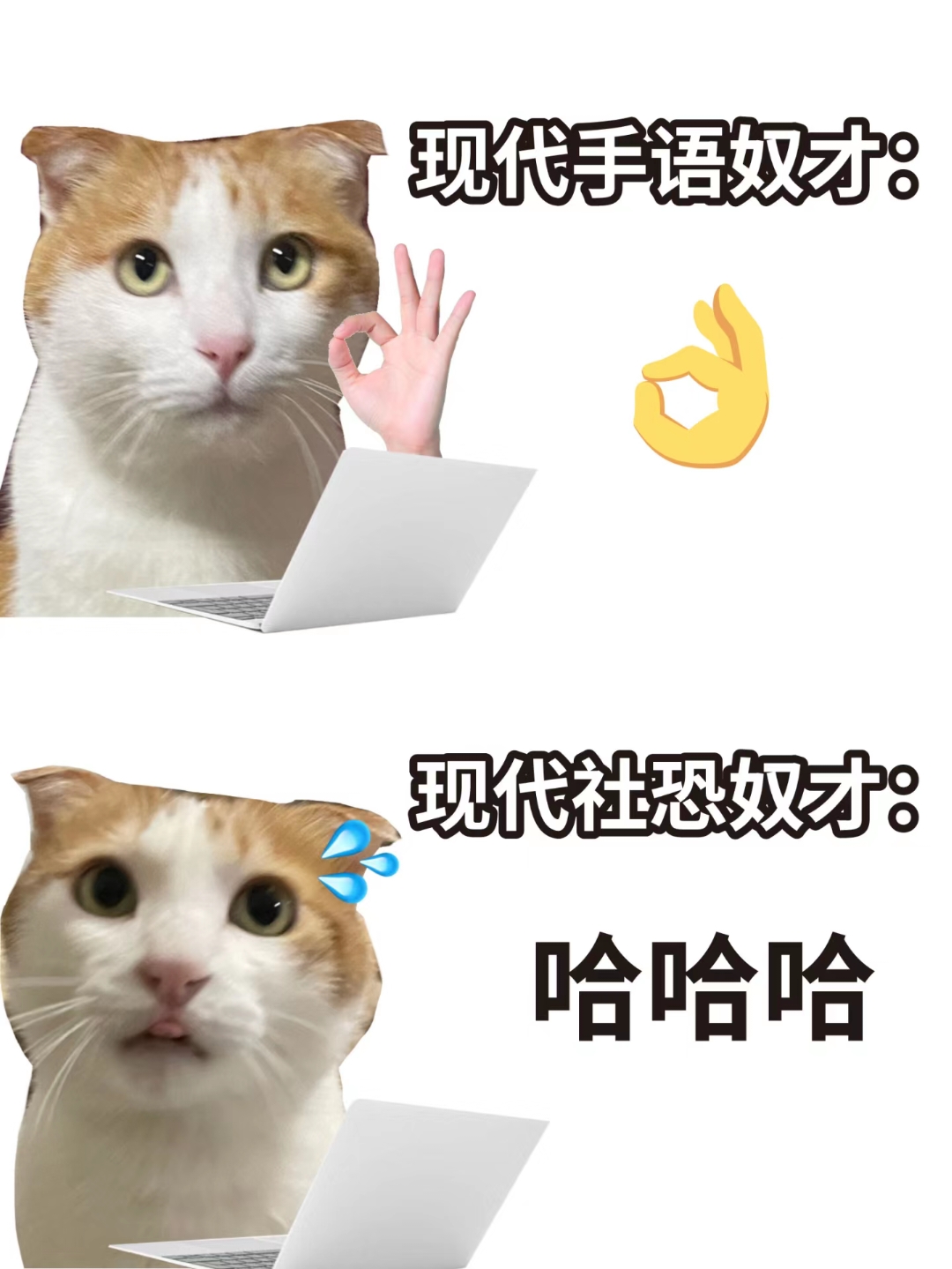 《猫咪表情包：现代手语奴才vs现代社恐奴才，哈哈太真实》表情包图片gif动图 - 求表情网,斗图从此不求人!